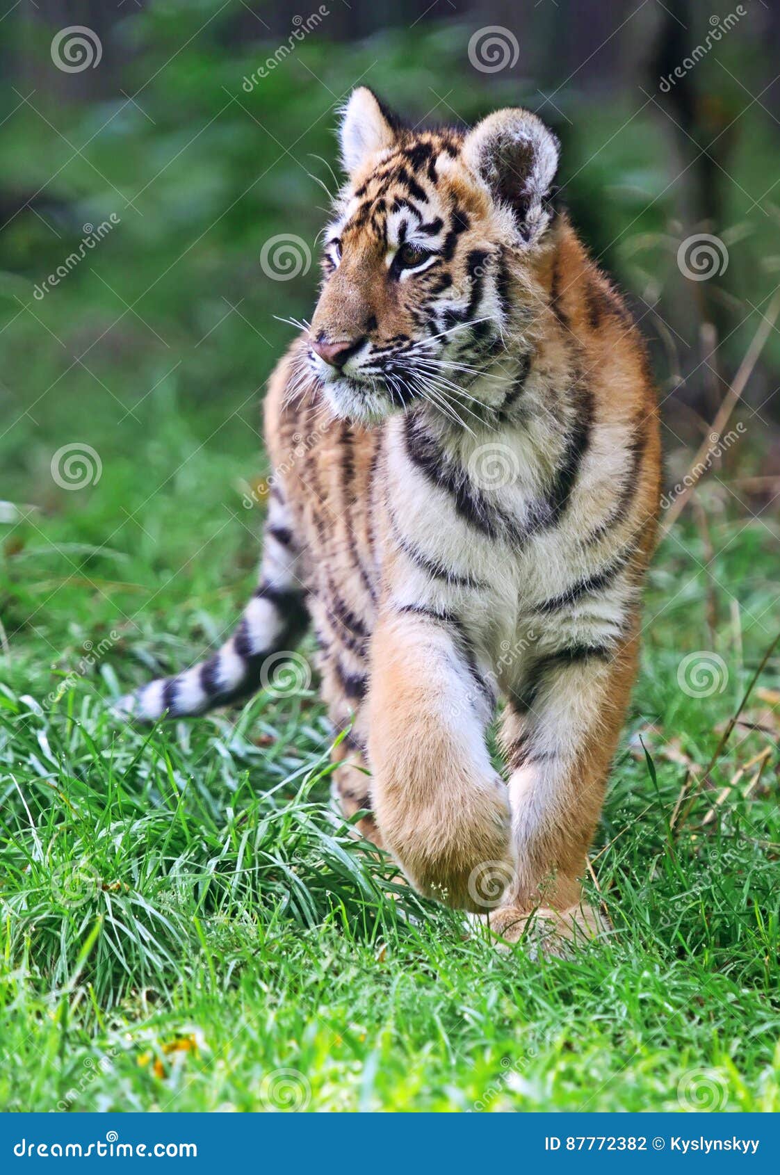 Cute little Tiger stock photo. Image of predator, taiga - 87772382