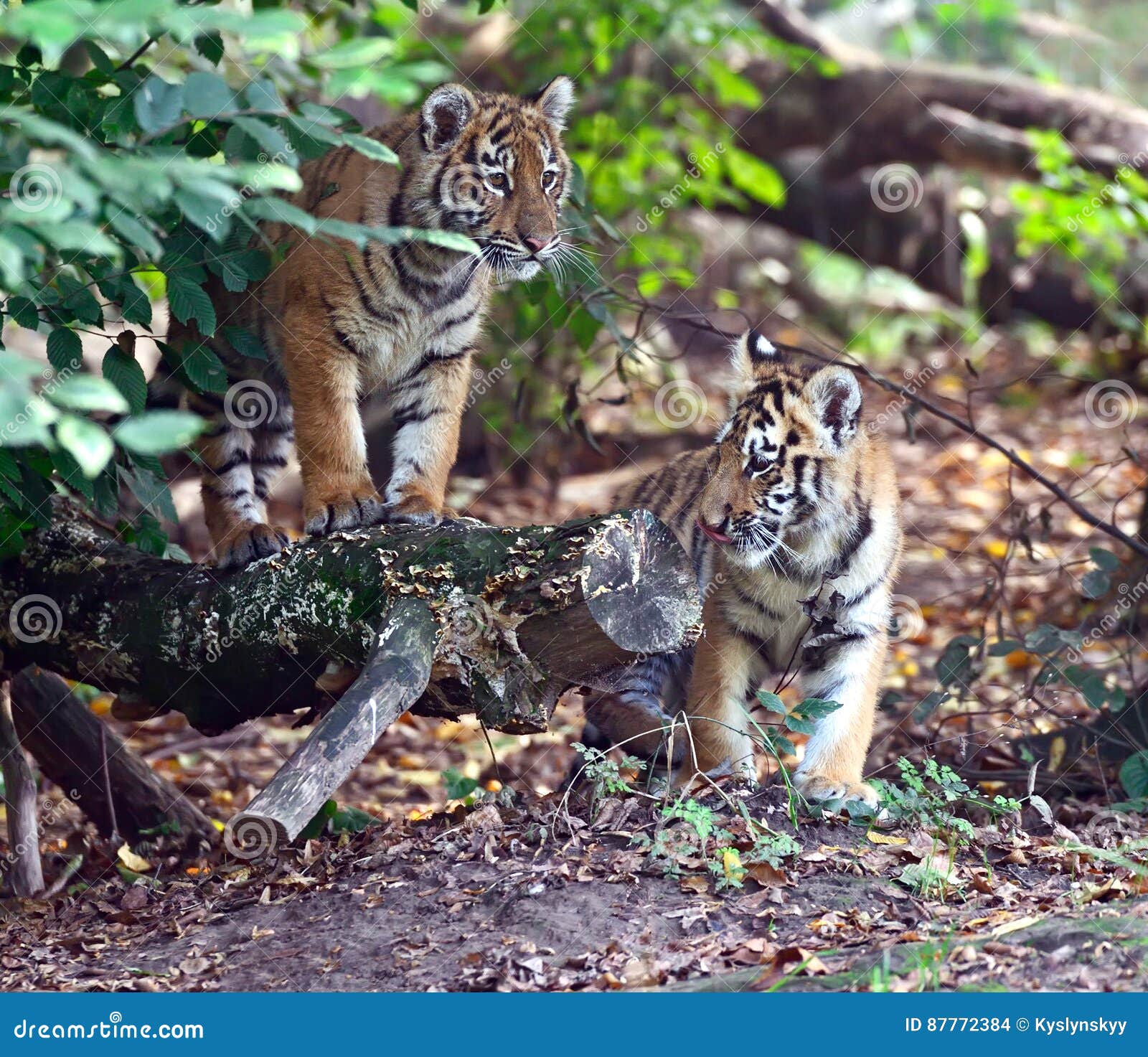 Cute little Tiger stock photo. Image of mammal, theme - 87772384