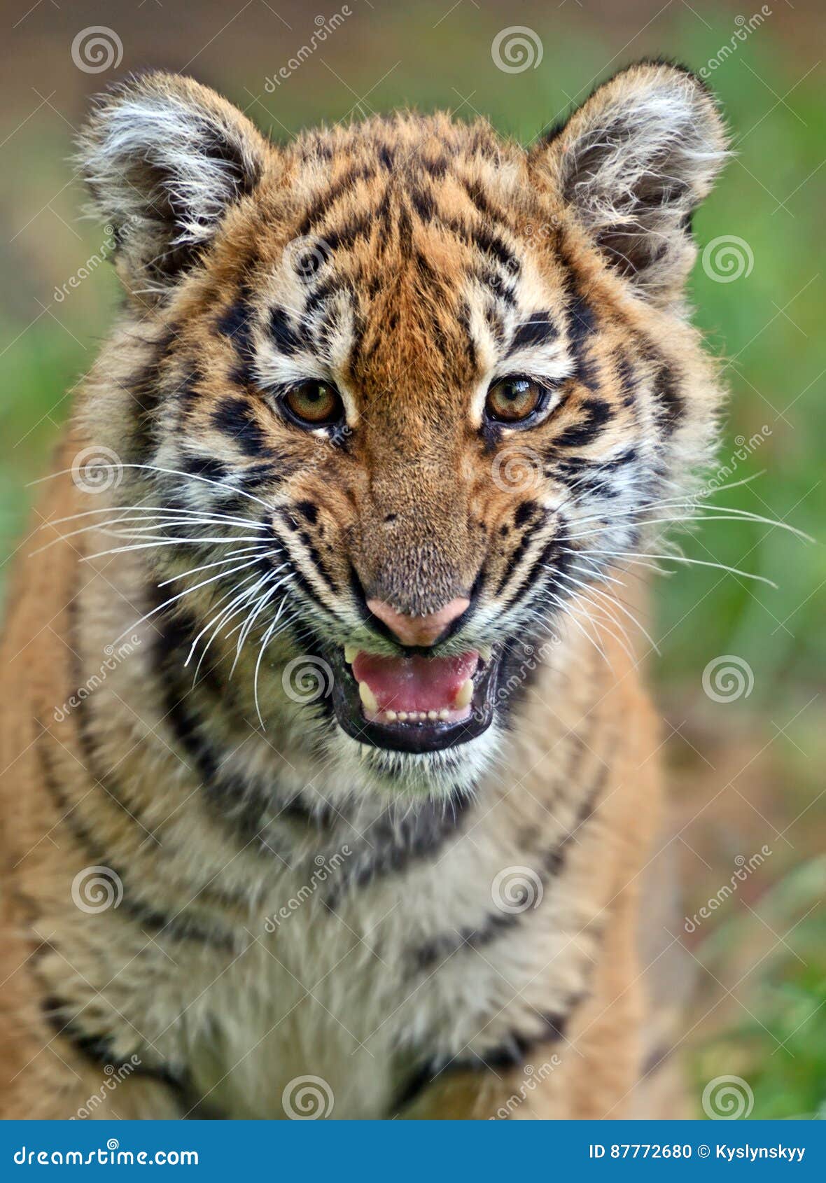 Cute little Tiger stock photo. Image of dangerous, cats - 87772680