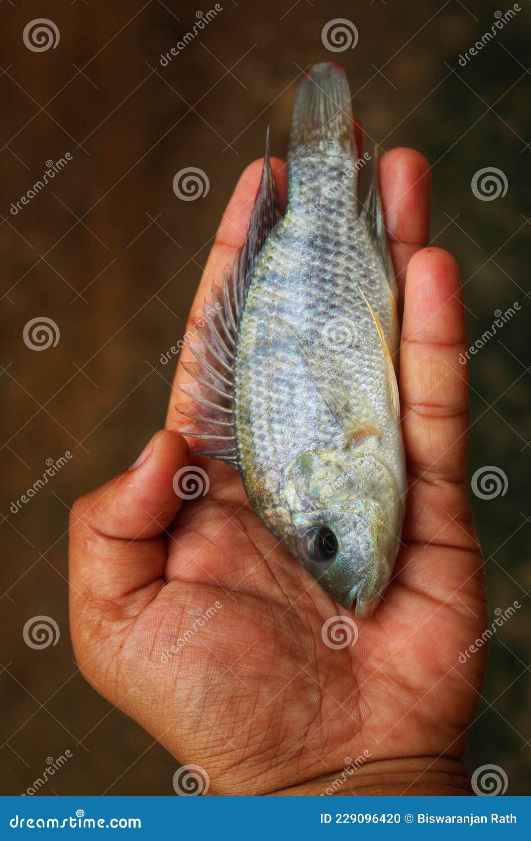 Cute Little Tilapia Fish in Hand in Nice Blur Background from Different ...