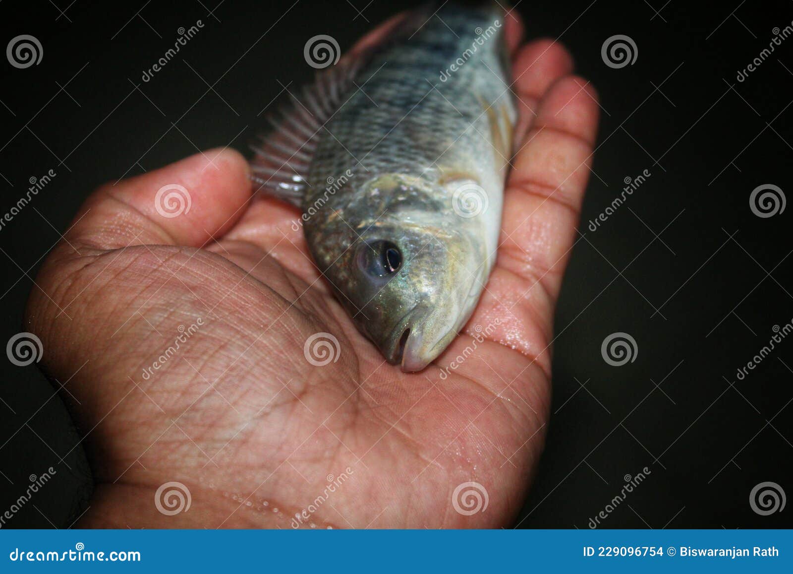 Cute Little Tilapia Fish in Hand in Nice Blur Background from Different ...