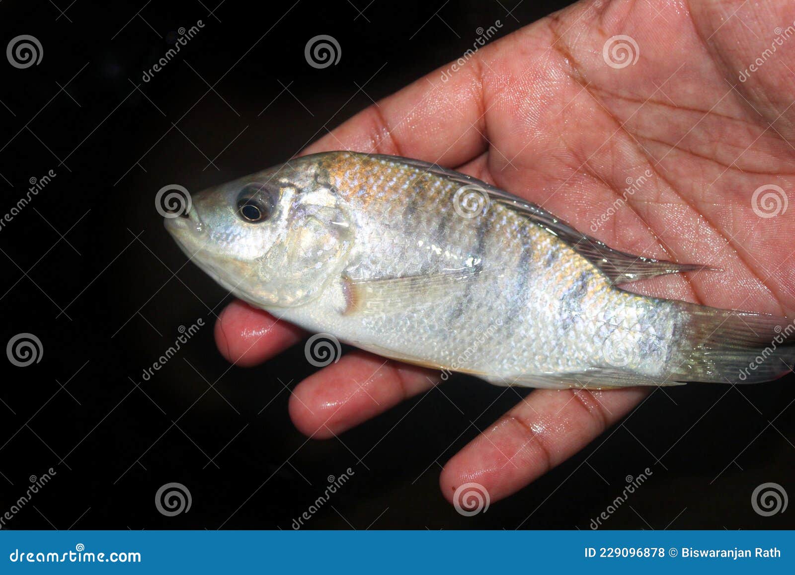 Cute Little Tilapia Fish in Hand in Nice Blur Background from Different ...