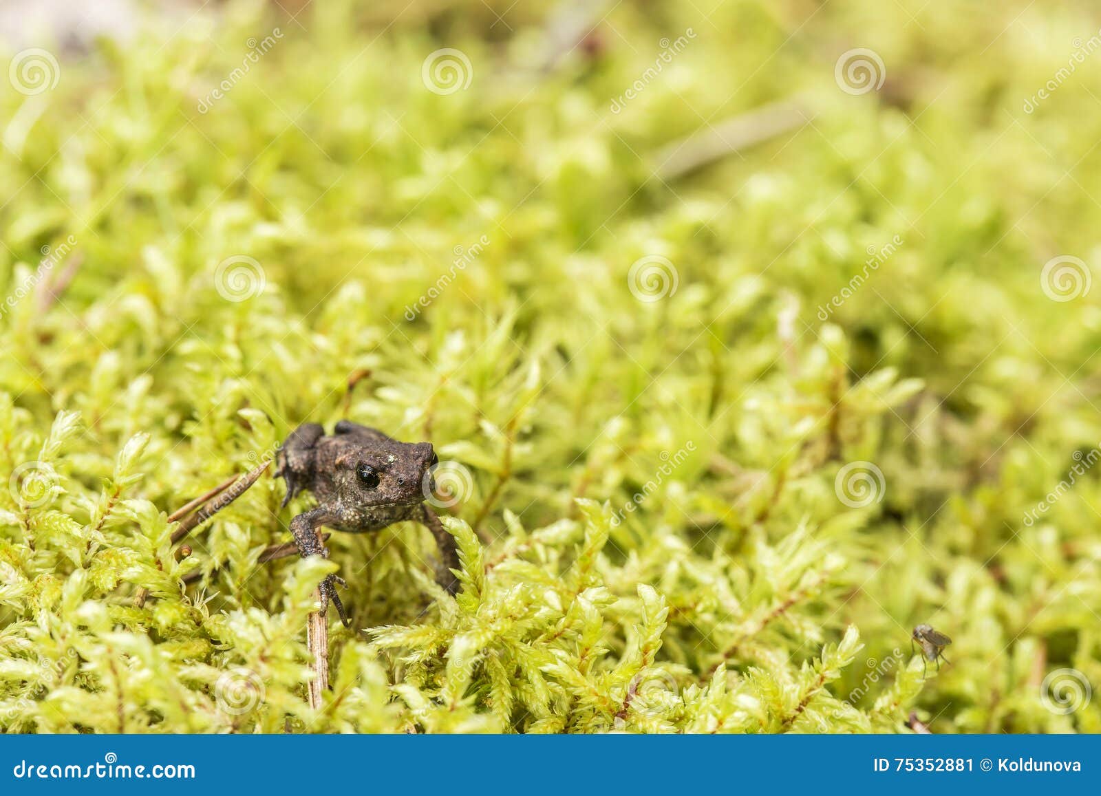 Cute Little Toad is Sitting in the Moss at Sunny Day Stock Image ...