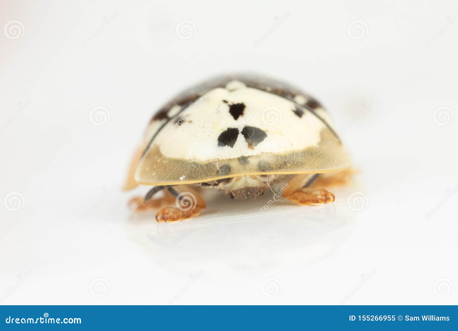 Tortoise Beetle on a White Surface Stock Image - Image of white ...