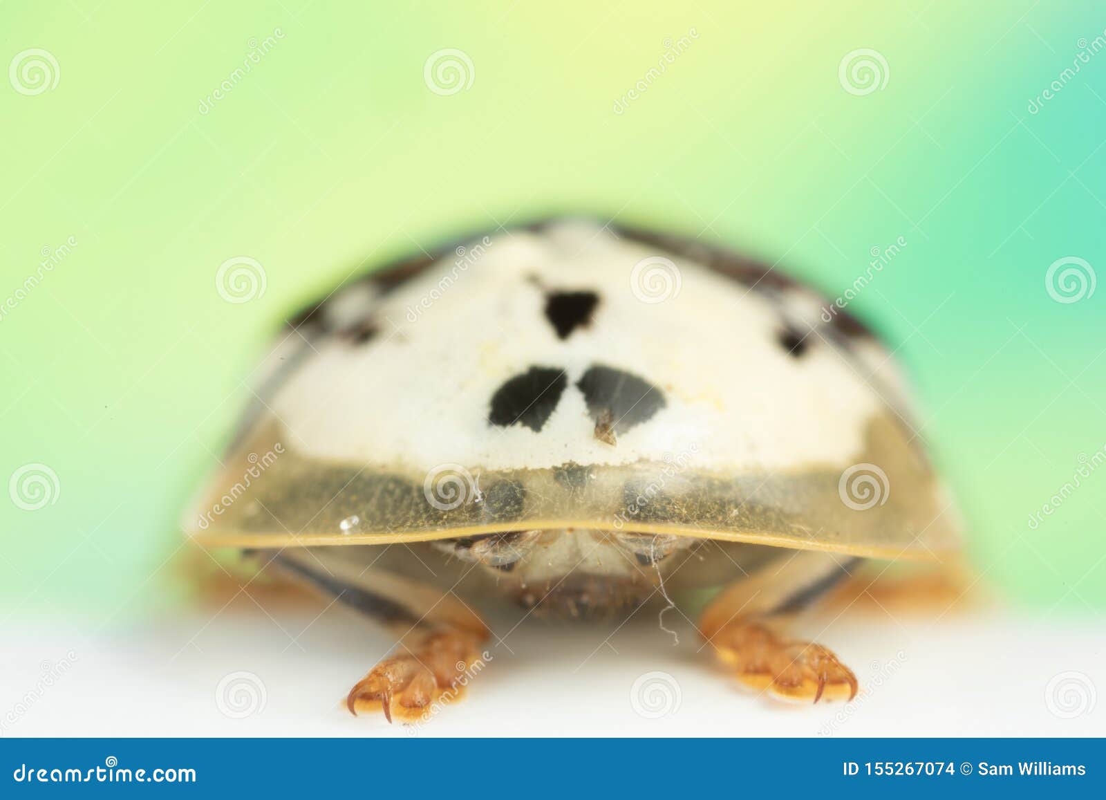 Tortoise Beetle on a White Surface Stock Photo - Image of insect, white ...
