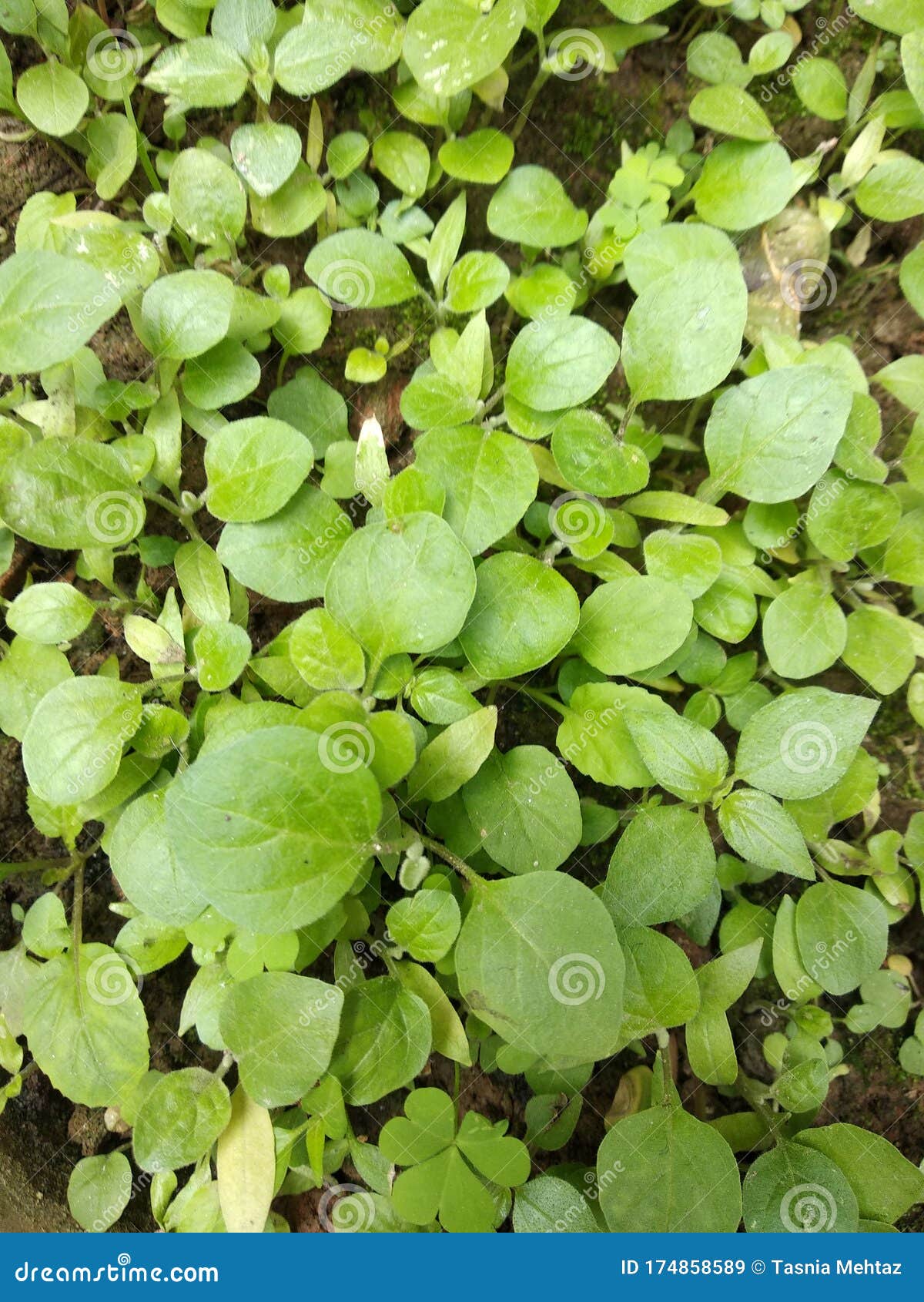 Cute little tree stock image. Image of green, tree, cute - 174858589