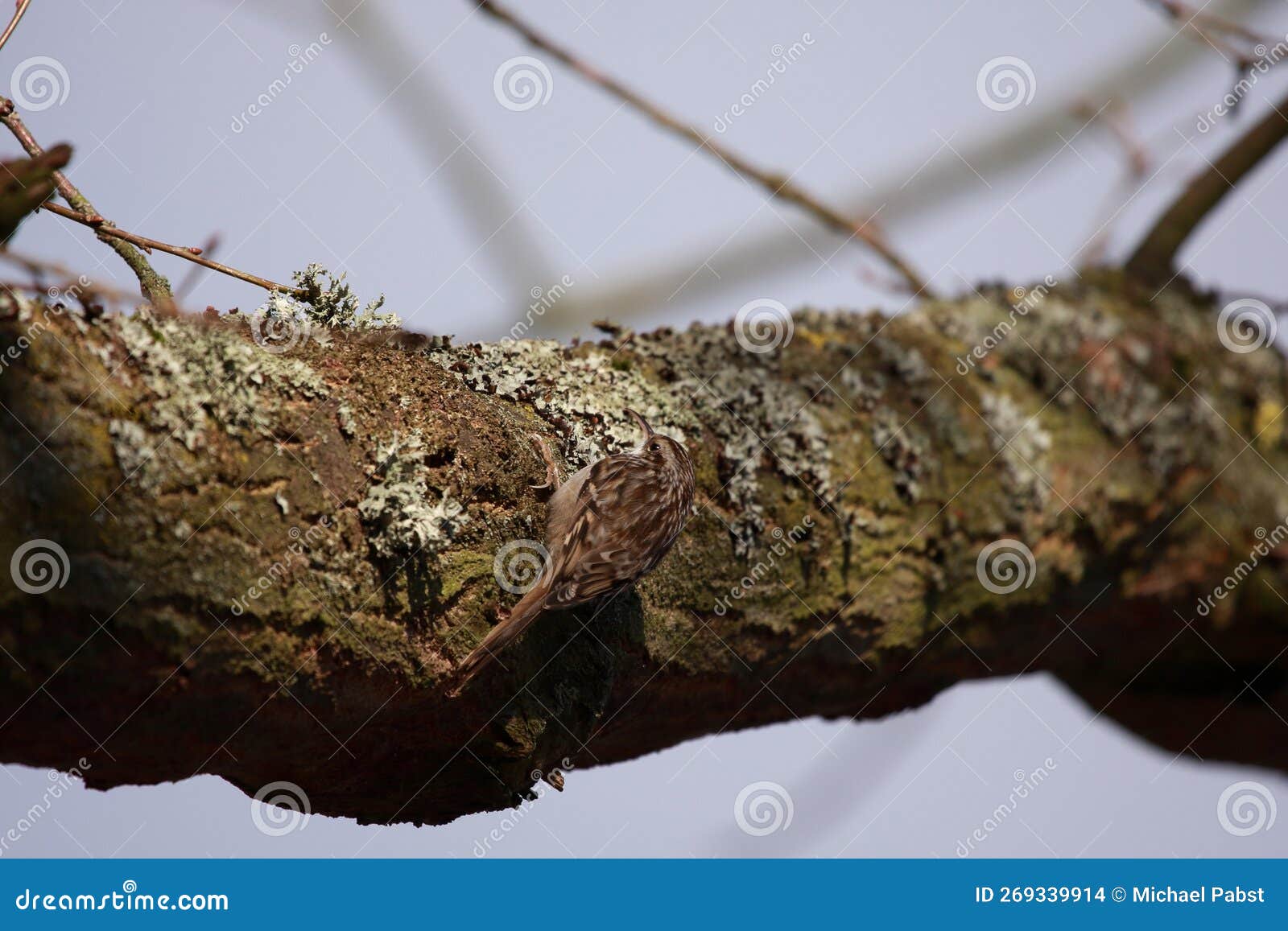 Cute Little Treecreeper Climbing the Side of a Thick Branch Stock Photo ...