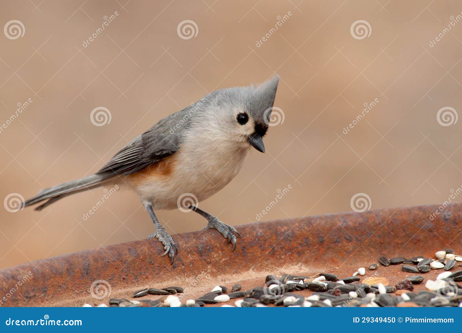 Cute Little Tufted Titmouse Stock Photo - Image of birdwatching ...