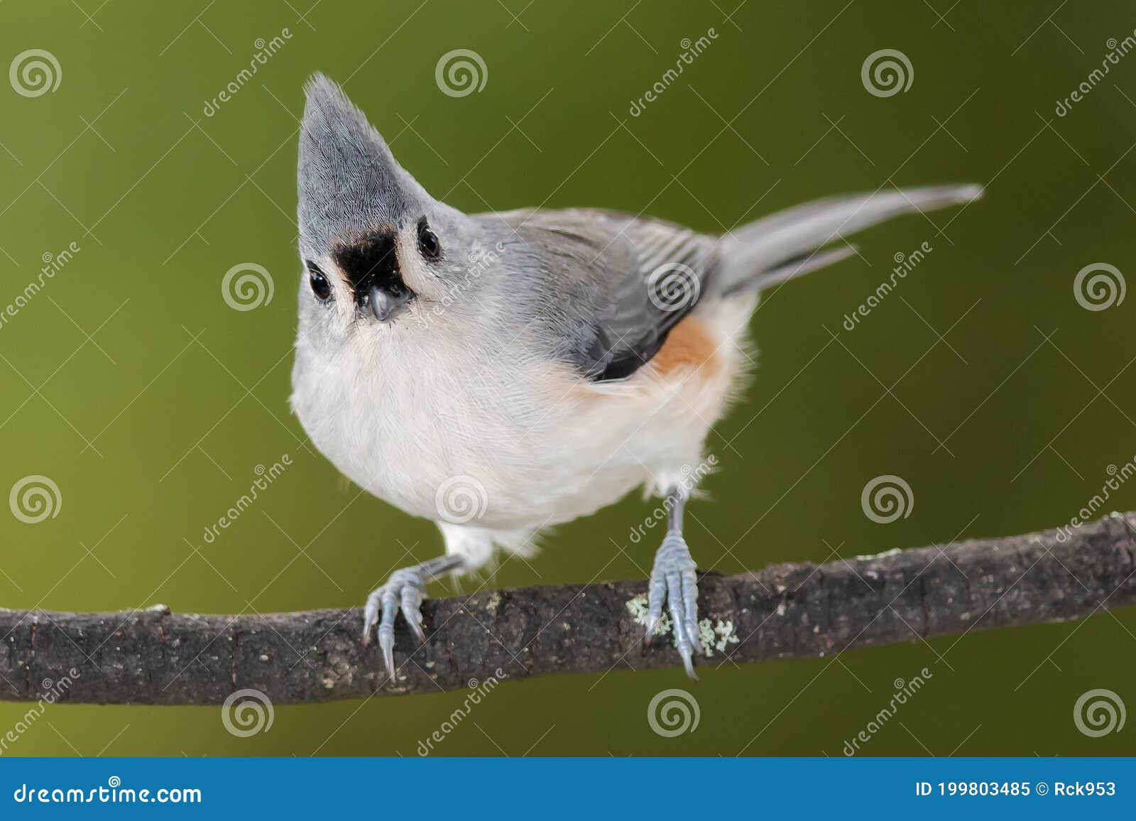 Slender Tree Frog Stock Photography | CartoonDealer.com #191431394