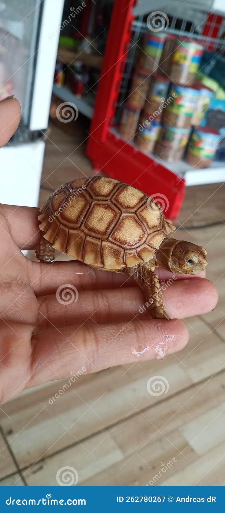 The Cute Little Turtle on Hand Stock Image - Image of wildlife, frog ...