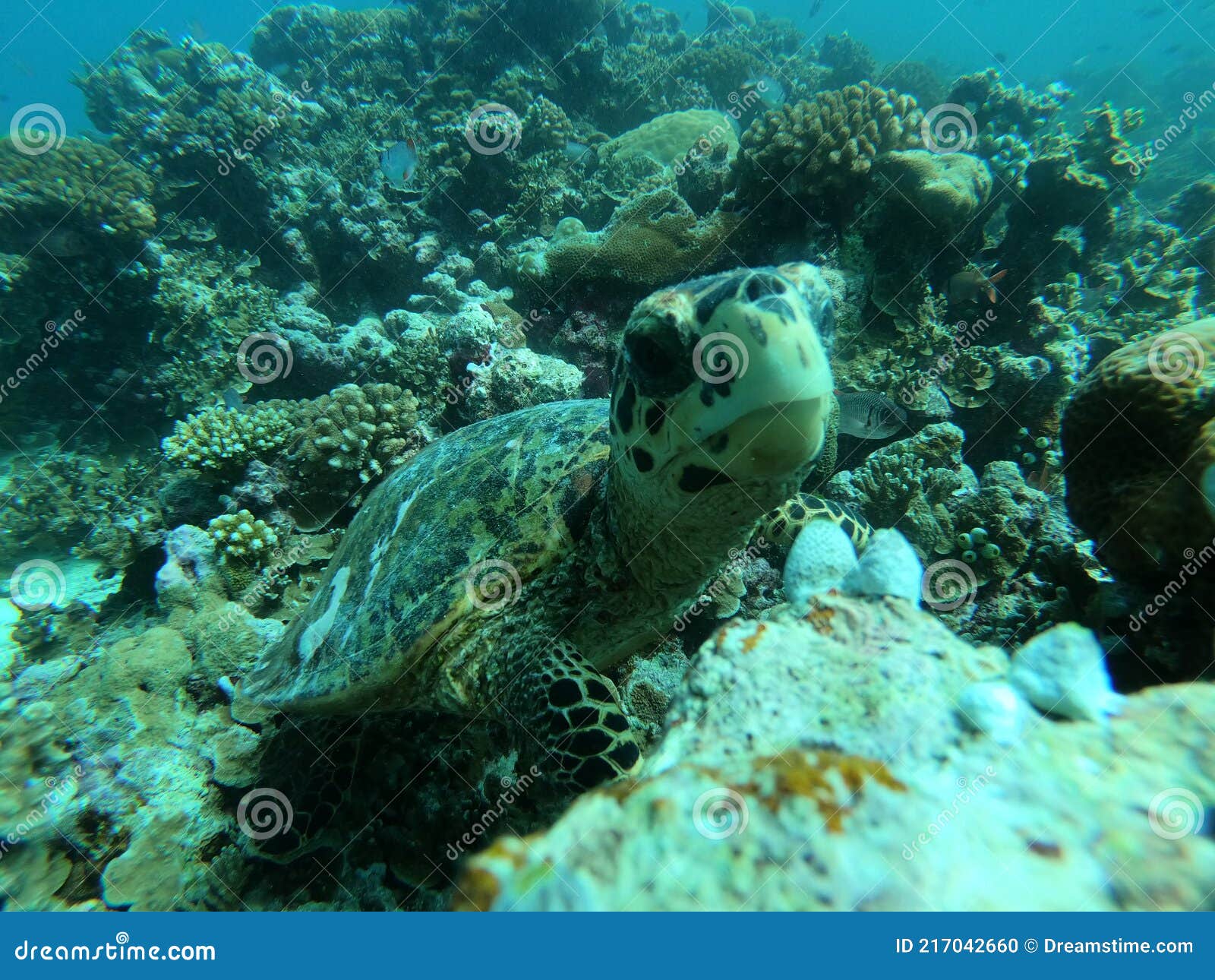 Cute Little Turtle Lying on Sea Bed Stock Photo - Image of turtle ...