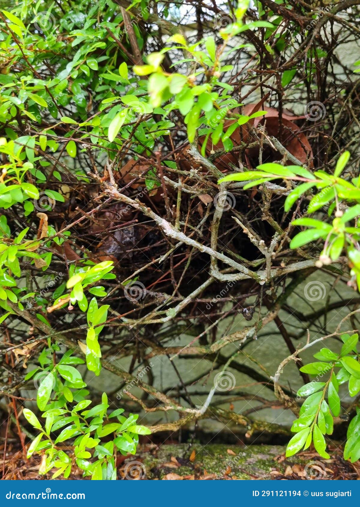 Cute little twig curves stock photo. Image of green - 291121194