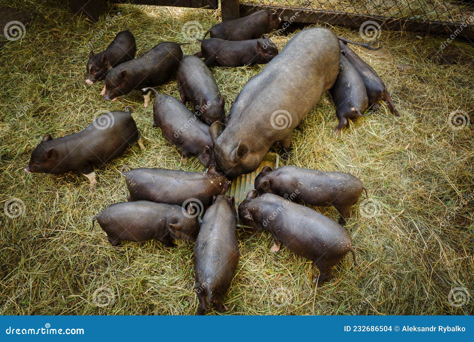 Cute Little Vietnamese Black Piglets on the Farm. Stock Photo - Image ...