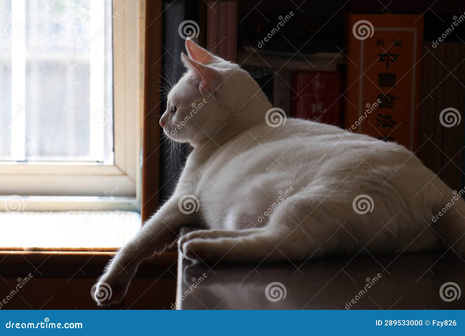 Cute little white cat stock photo. Image of posture - 289533000