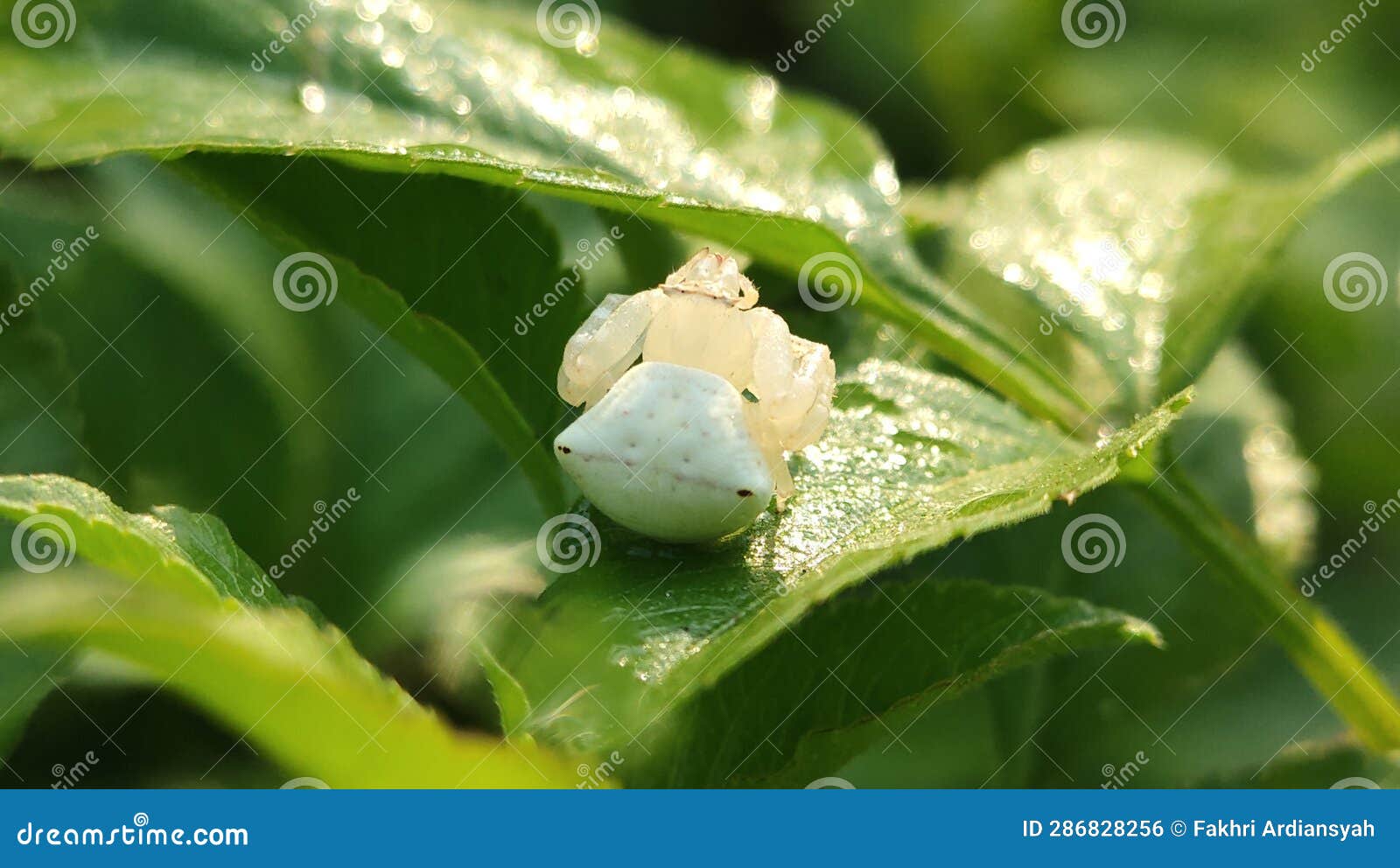 Cute Little White Crab Spider on a Leaf Stock Photo - Image of blossom ...