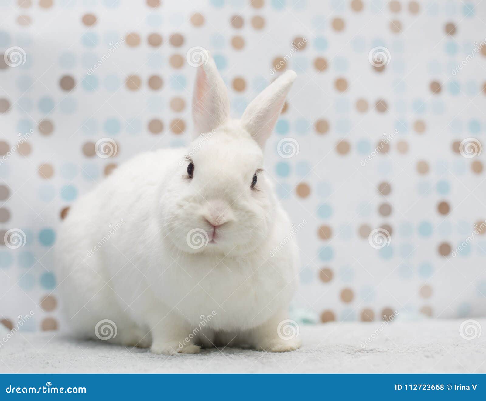 Soft Homie Stock Photos - Free & Royalty-Free Stock Photos from Dreamstime