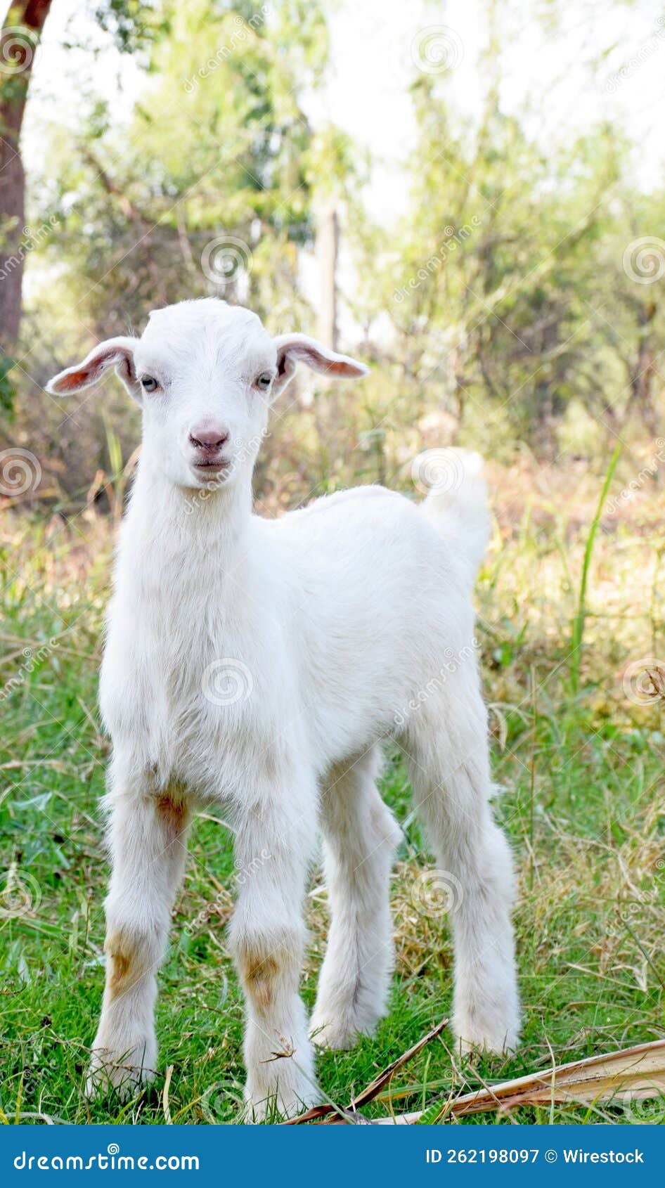 Cute Little White Goat in the Field Stock Image - Image of countryside ...