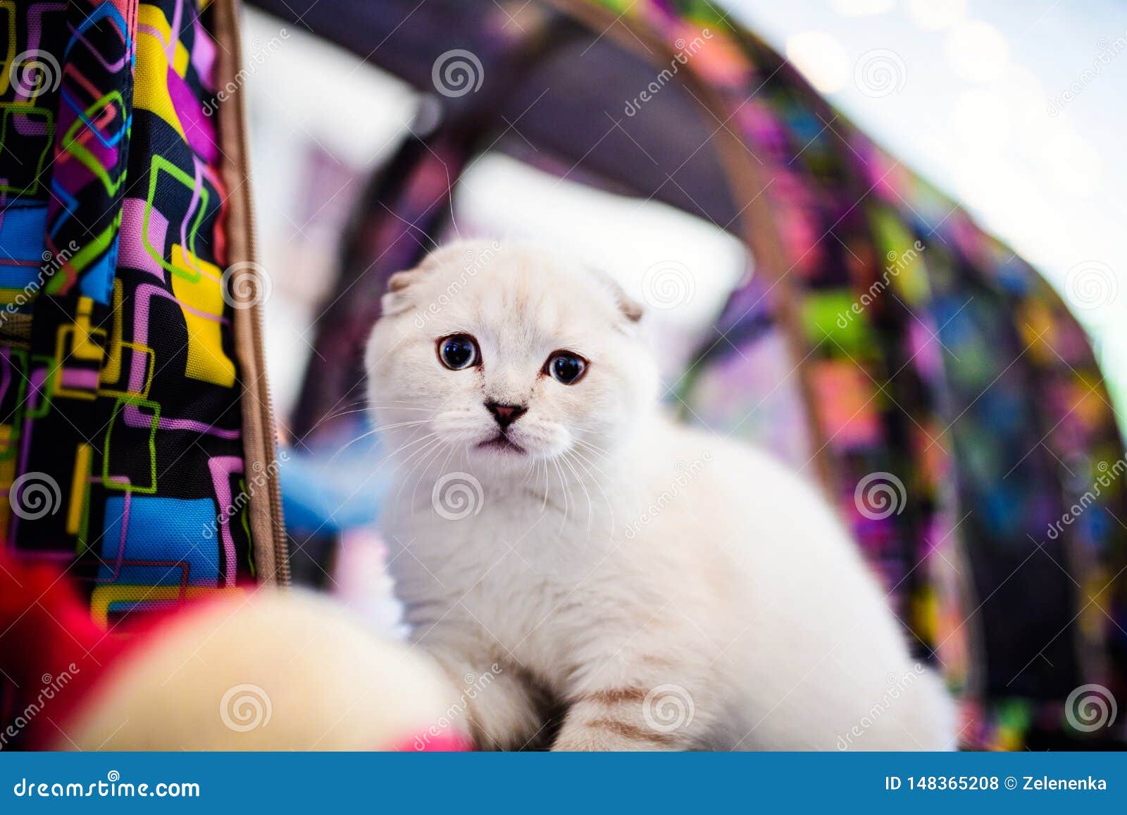 Cute little white kitten stock photo. Image of british - 148365208