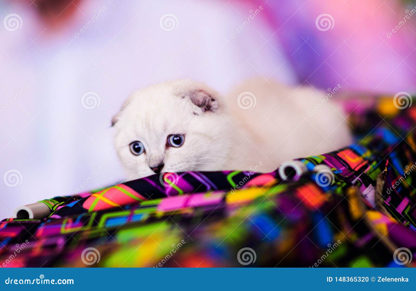 Cute little white kitten stock photo. Image of beautiful - 148365320