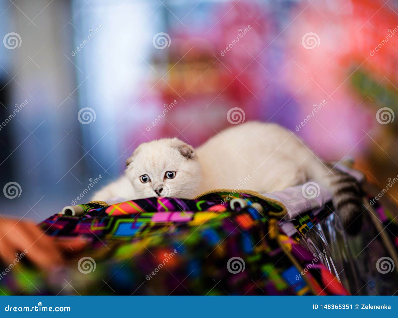 Cute little white kitten stock image. Image of isolated - 148365351