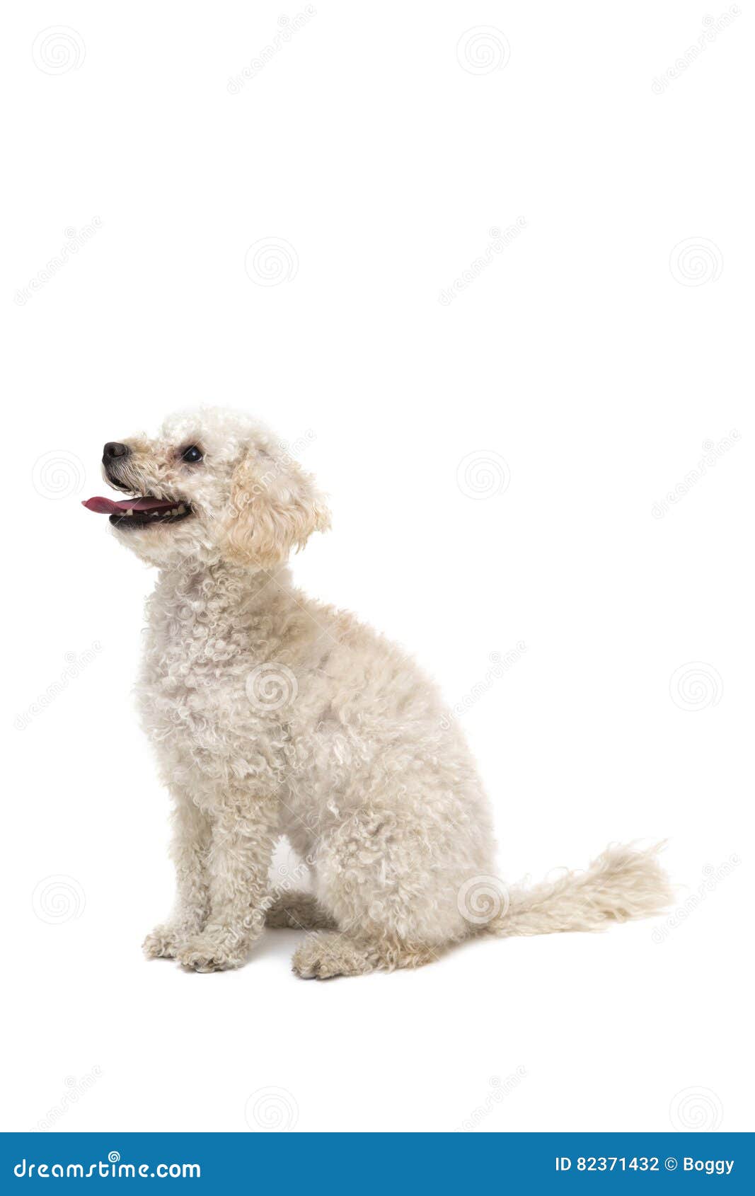 Cute little white poodle stock photo. Image of small - 82371432