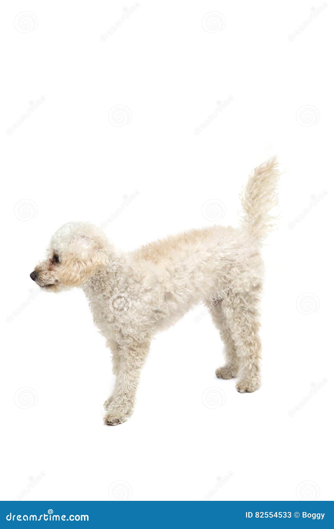 Cute little white poodle stock image. Image of white - 82554533
