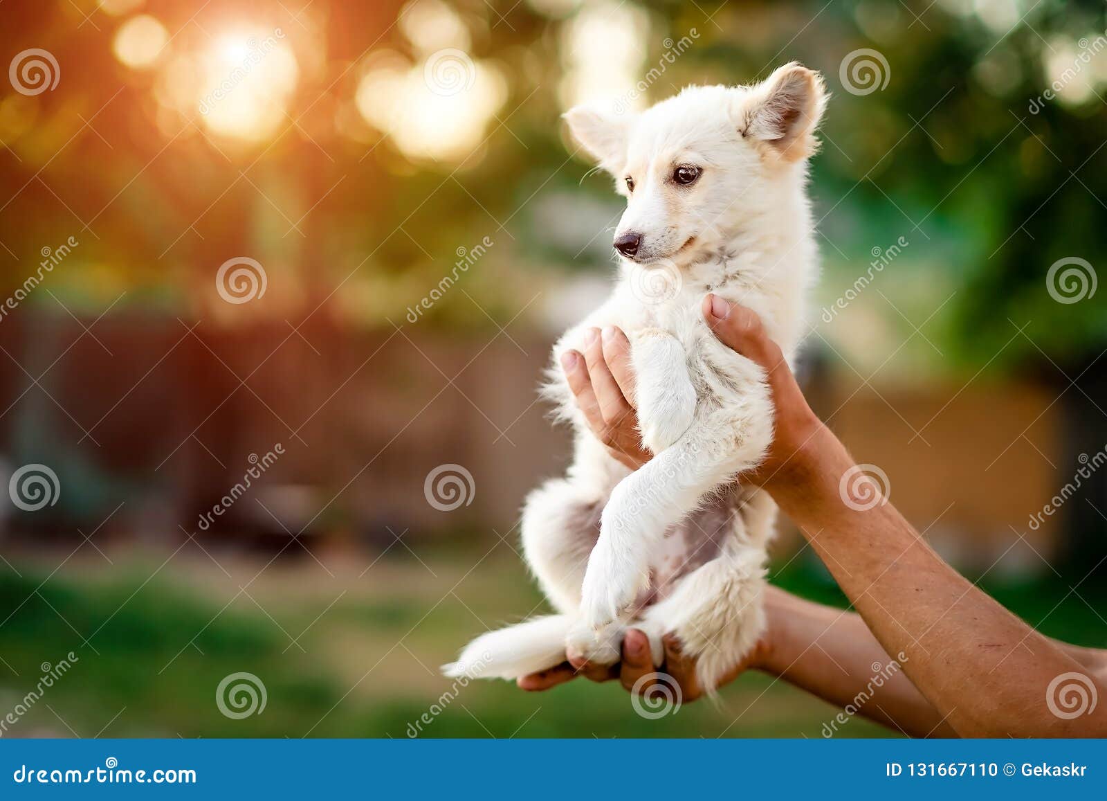 Little Puppy Holding on Hands Stock Photo - Image of little, closeup ...