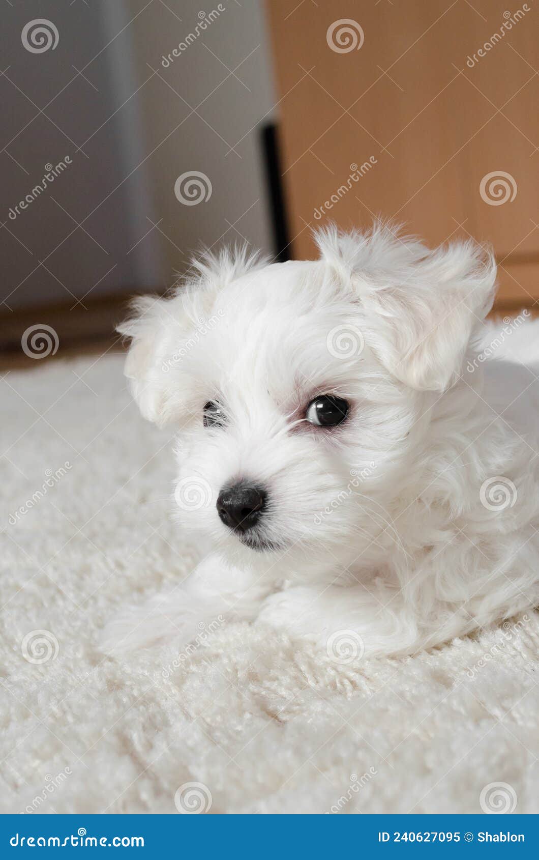 Cute Little White Puppy Sitting on a Carpet Stock Image - Image of ...