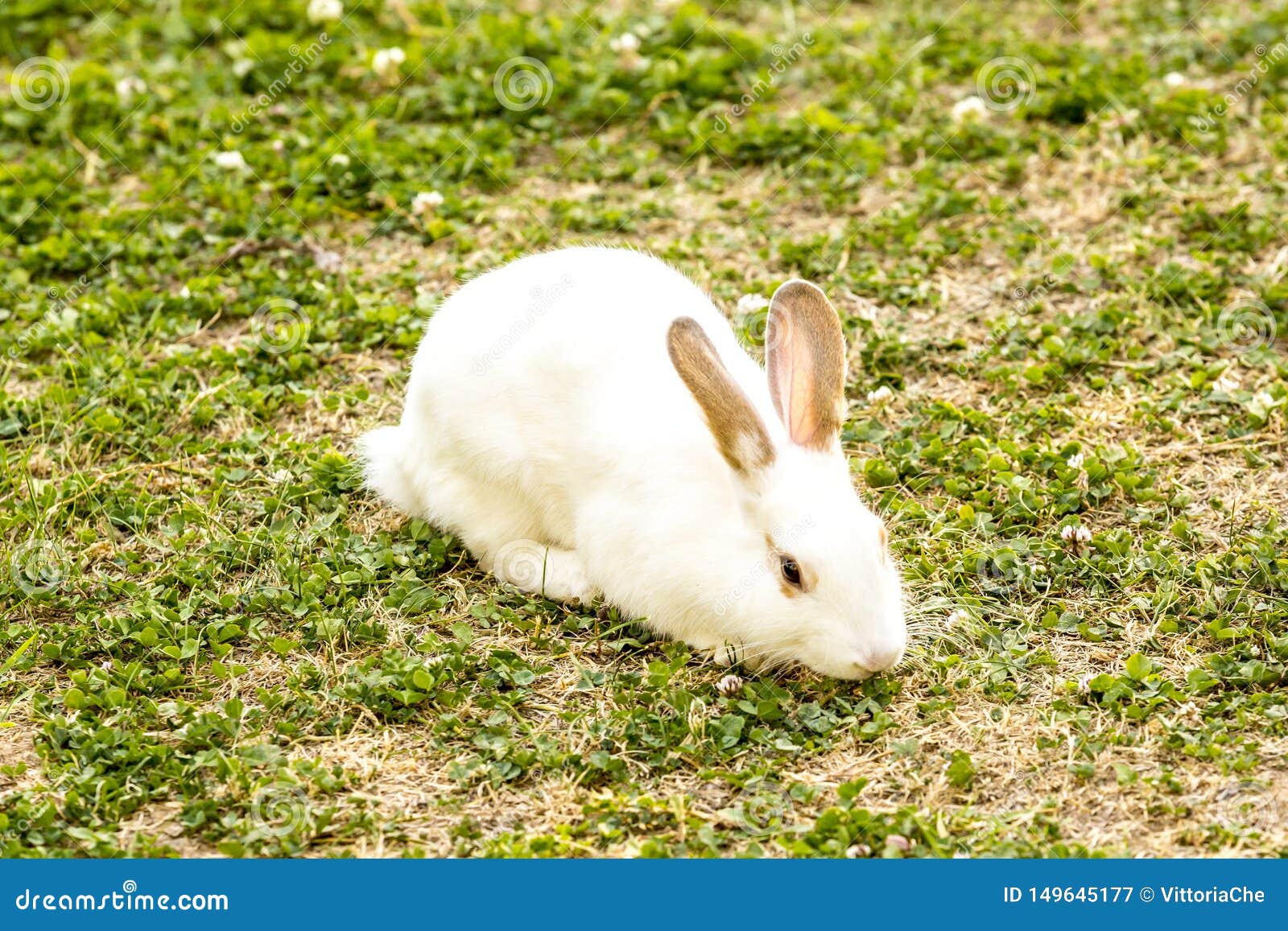 Cute Little White Rabbit Oryctolagus Cuniculus Sitting on the Green ...