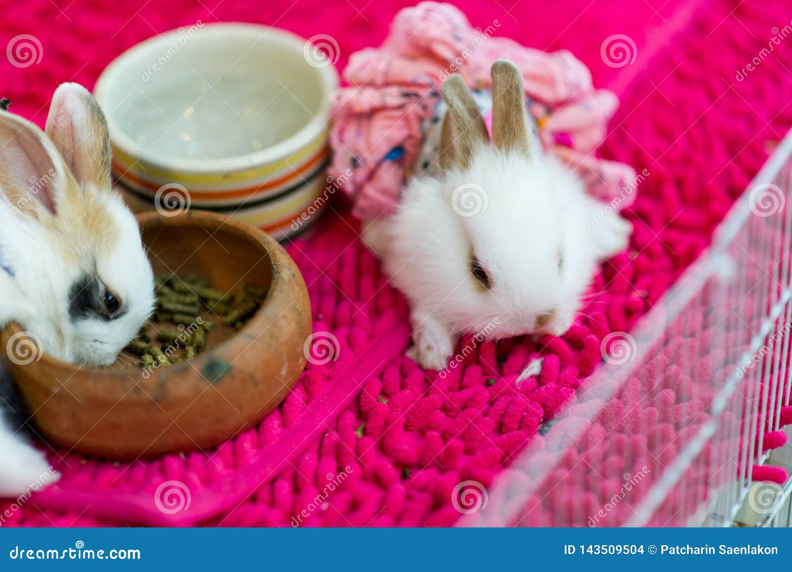 Cute Little White Rabbit Pet Care Concept with Copy Space Stock Photo ...