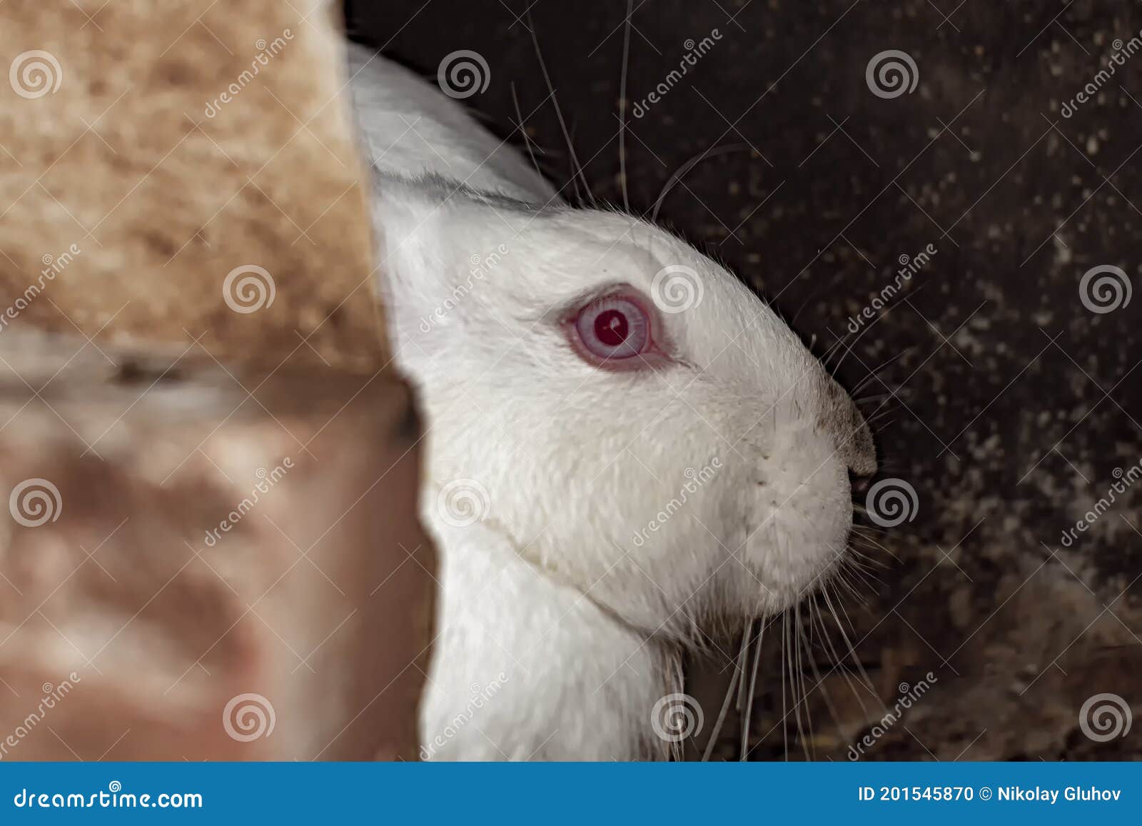 A Cute Little White Rabbit with Red Eyes. Large Portrait Stock Photo ...