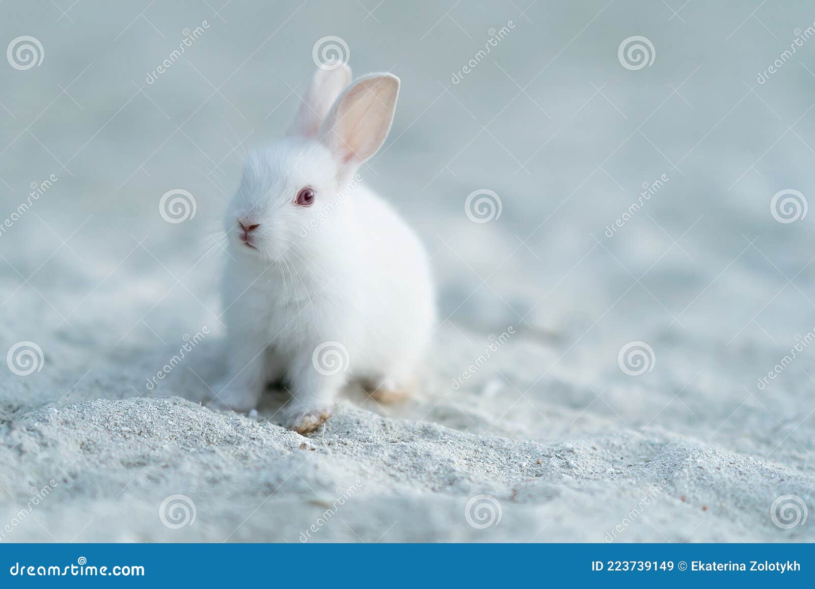 Cute Little White Rabbit is Sitting on White Maldivian Sand Stock Image ...