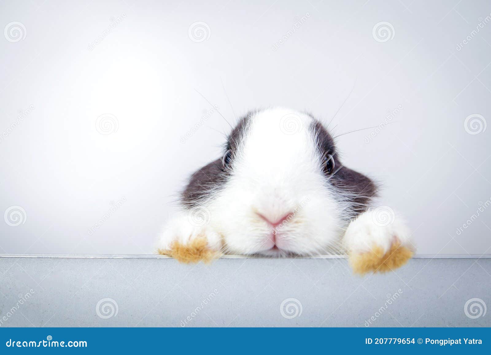 Cute Look At Bunnies