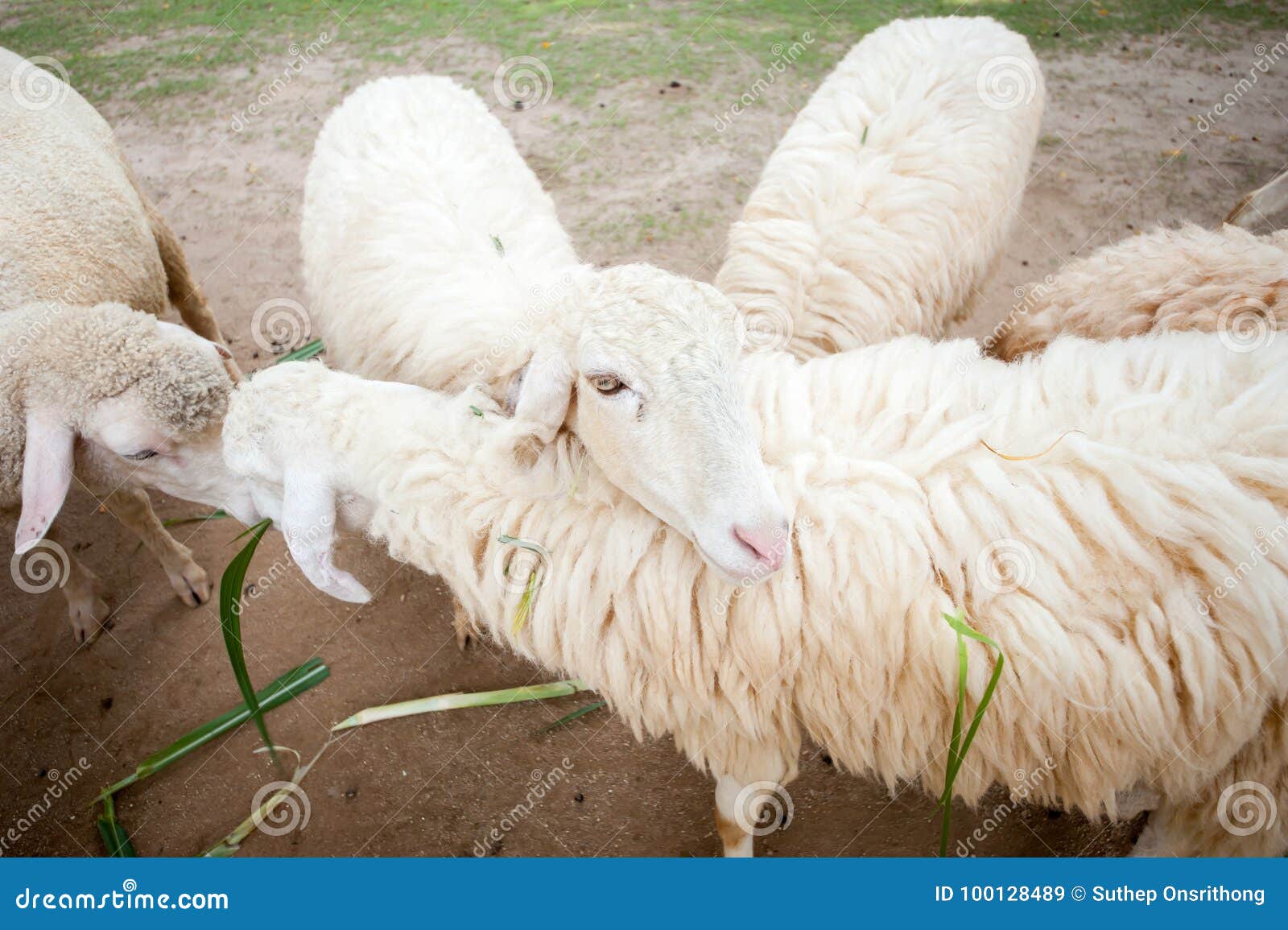 Sheep stock image. Image of nature, flock, grass, inquisitive - 100128489
