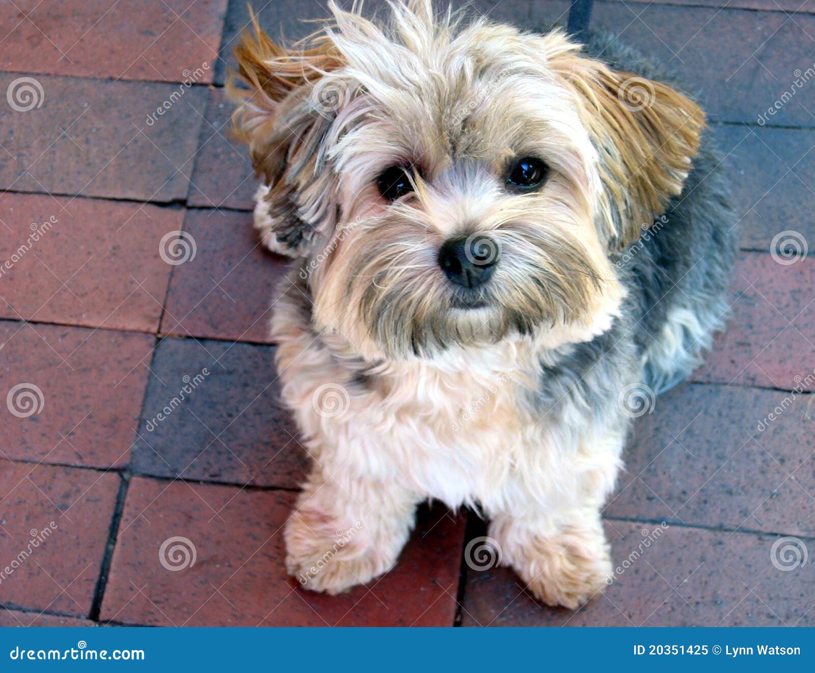 Cute Little Yorkie Looking Up Stock Image - Image of yorkshire ...