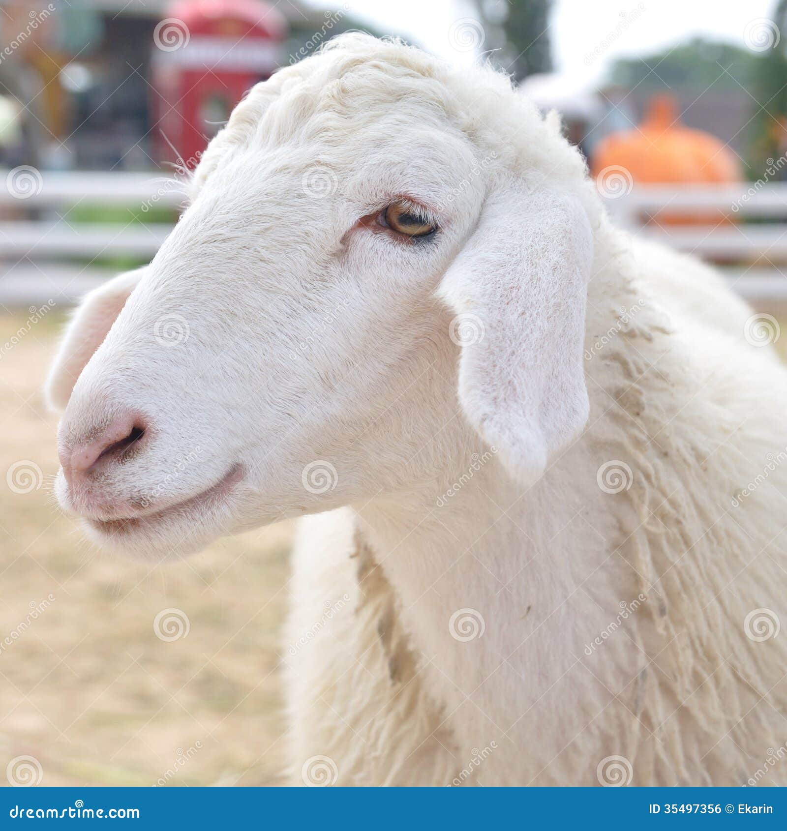 Cute Little Young Sheep in Farm, Square Size Stock Photo - Image of ...