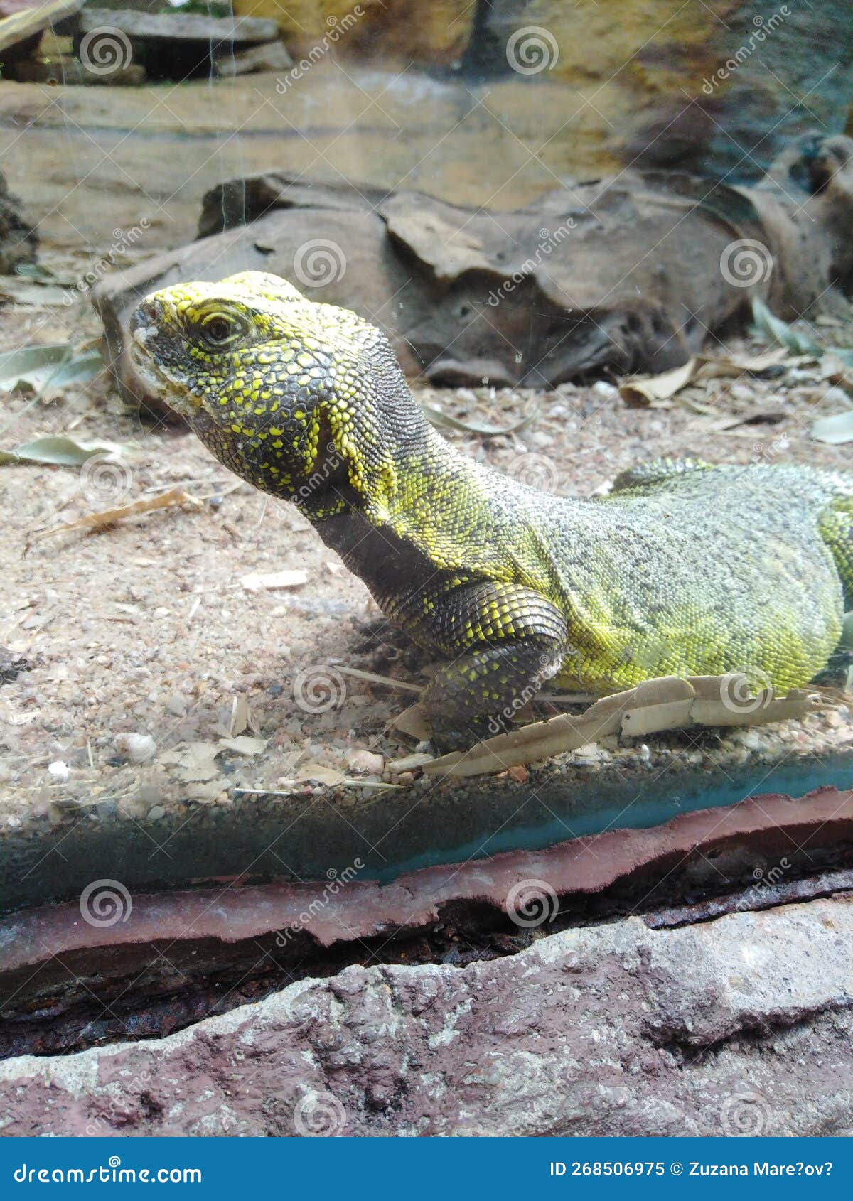 This cute lizard stock image. Image of lizard, crocodile - 268506975