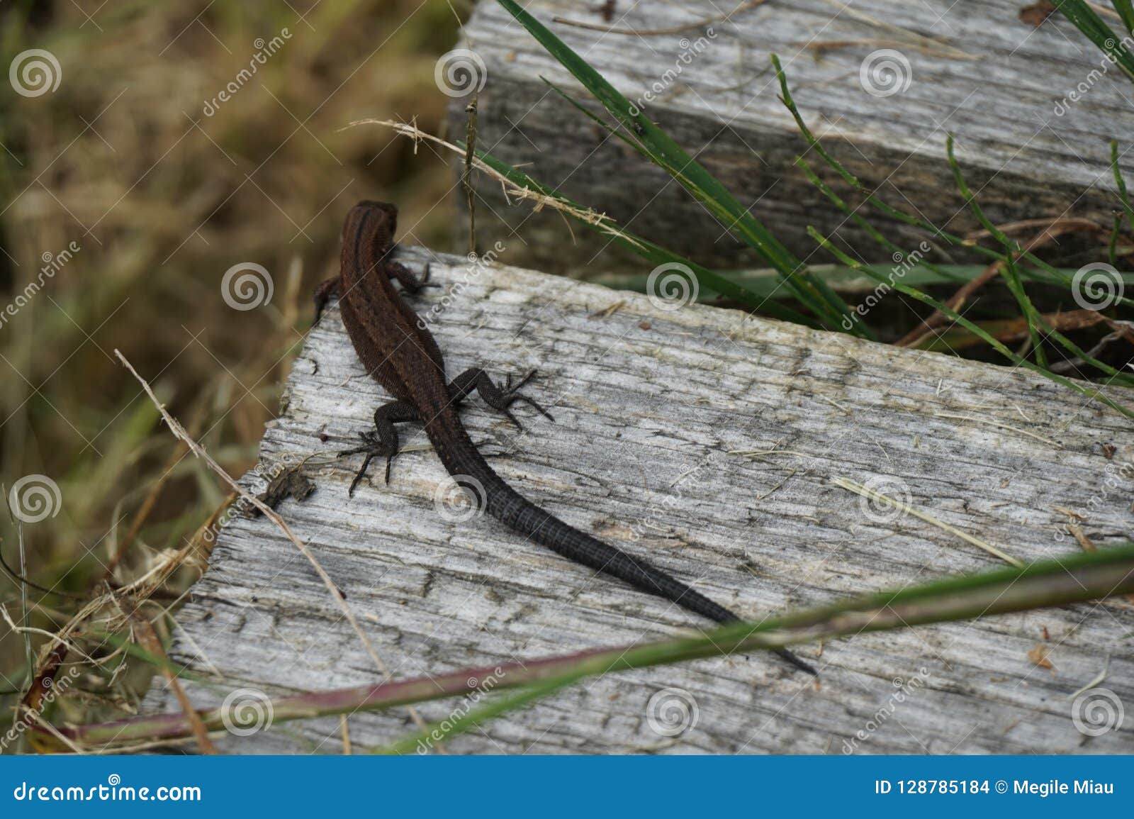 Cute Lizard stock photo. Image of cute, brown, small - 128785184