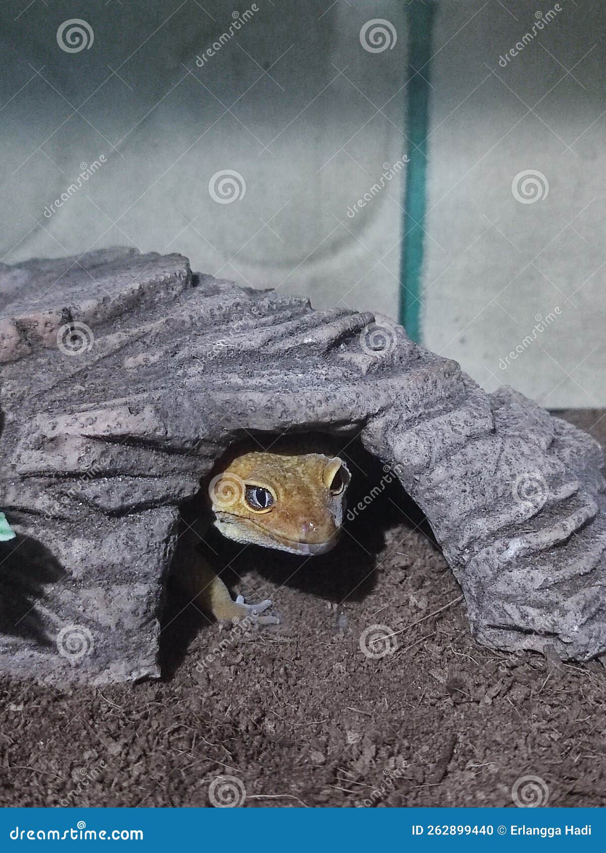 A Cute Lizard Coming Out from Its Burrow Den Stock Photo - Image of ...