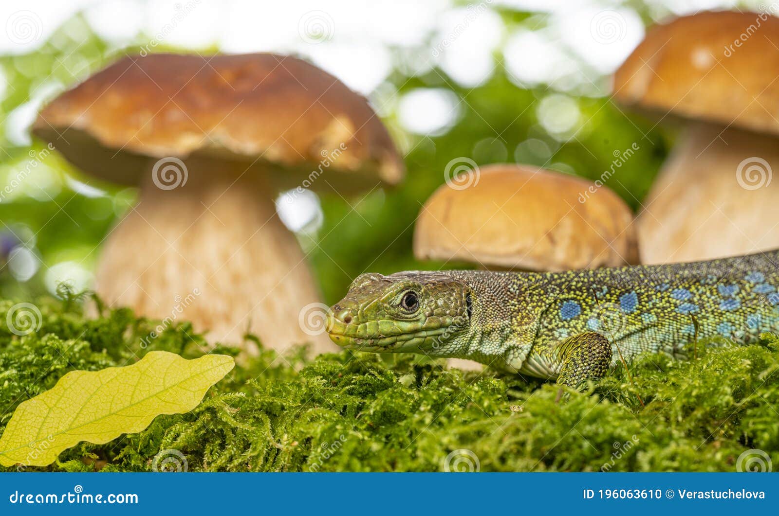 Cute Lizard Poses For The Camera Royalty-Free Stock Photography ...