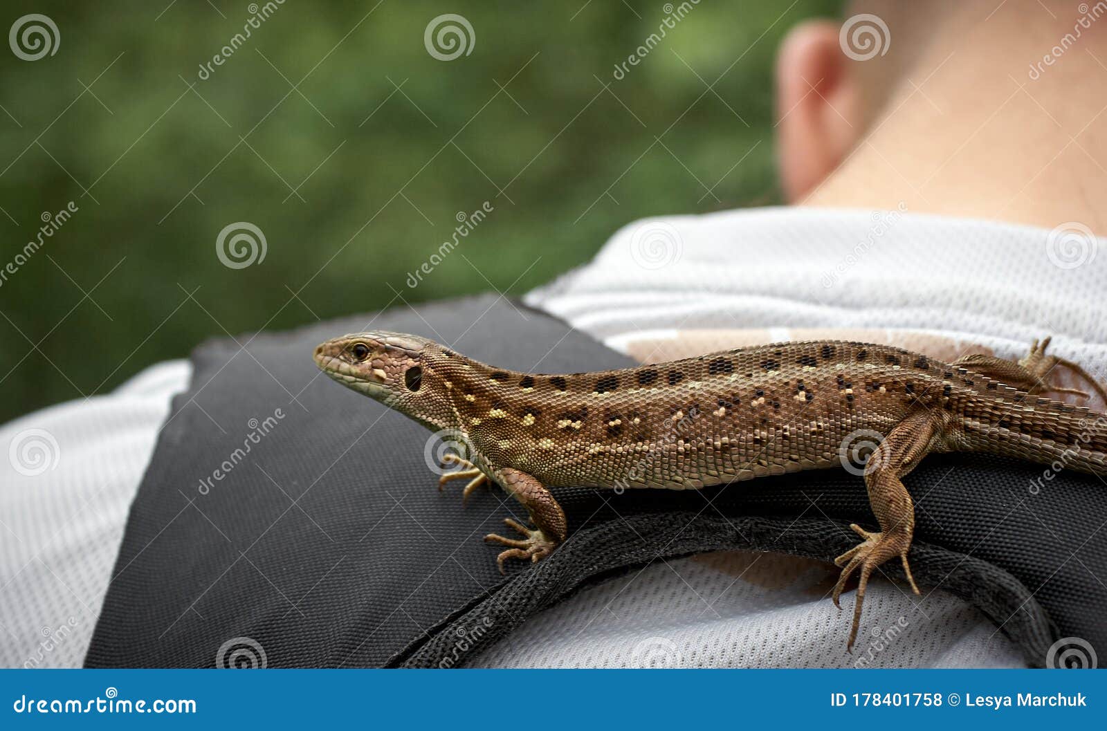 Cute lizard on human stock photo. Image of little, dragon - 178401758