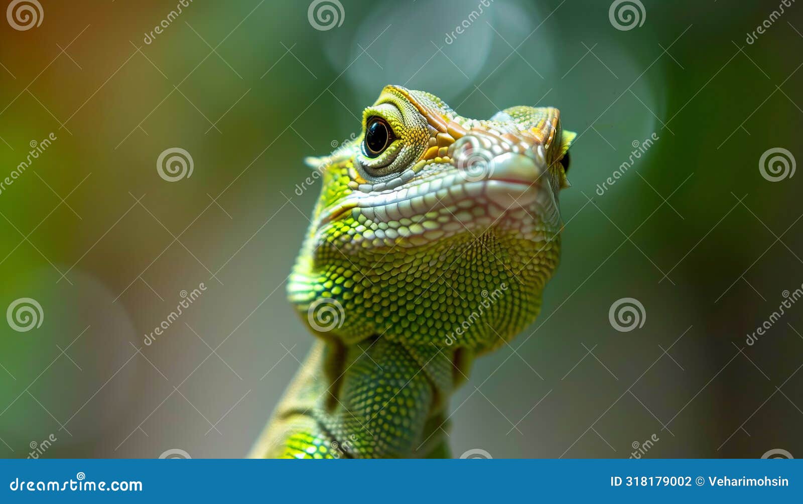 A Cute Lizard Looking at Camera, Its Green Scales Shining Stock ...