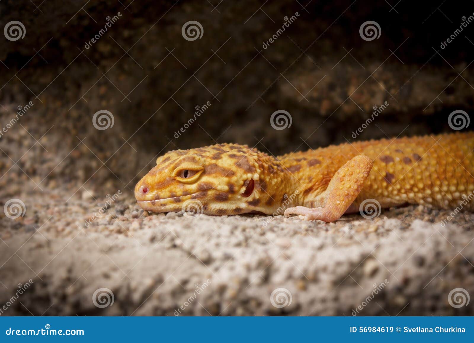 Cute Lizard Poses for the Camera Stock Image - Image of animal ...
