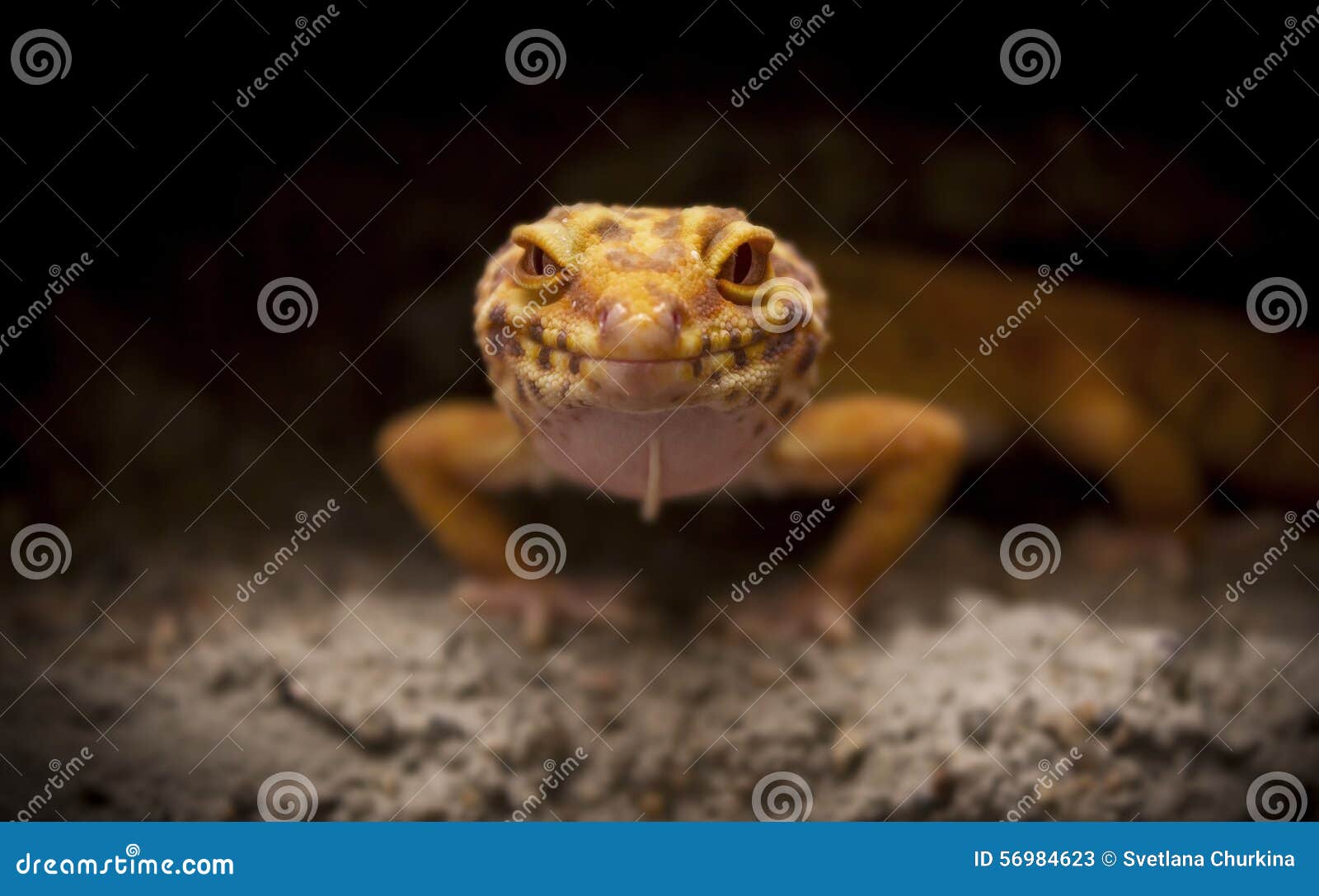 Cute Lizard Poses Camera Photos - Free & Royalty-Free Stock Photos from ...