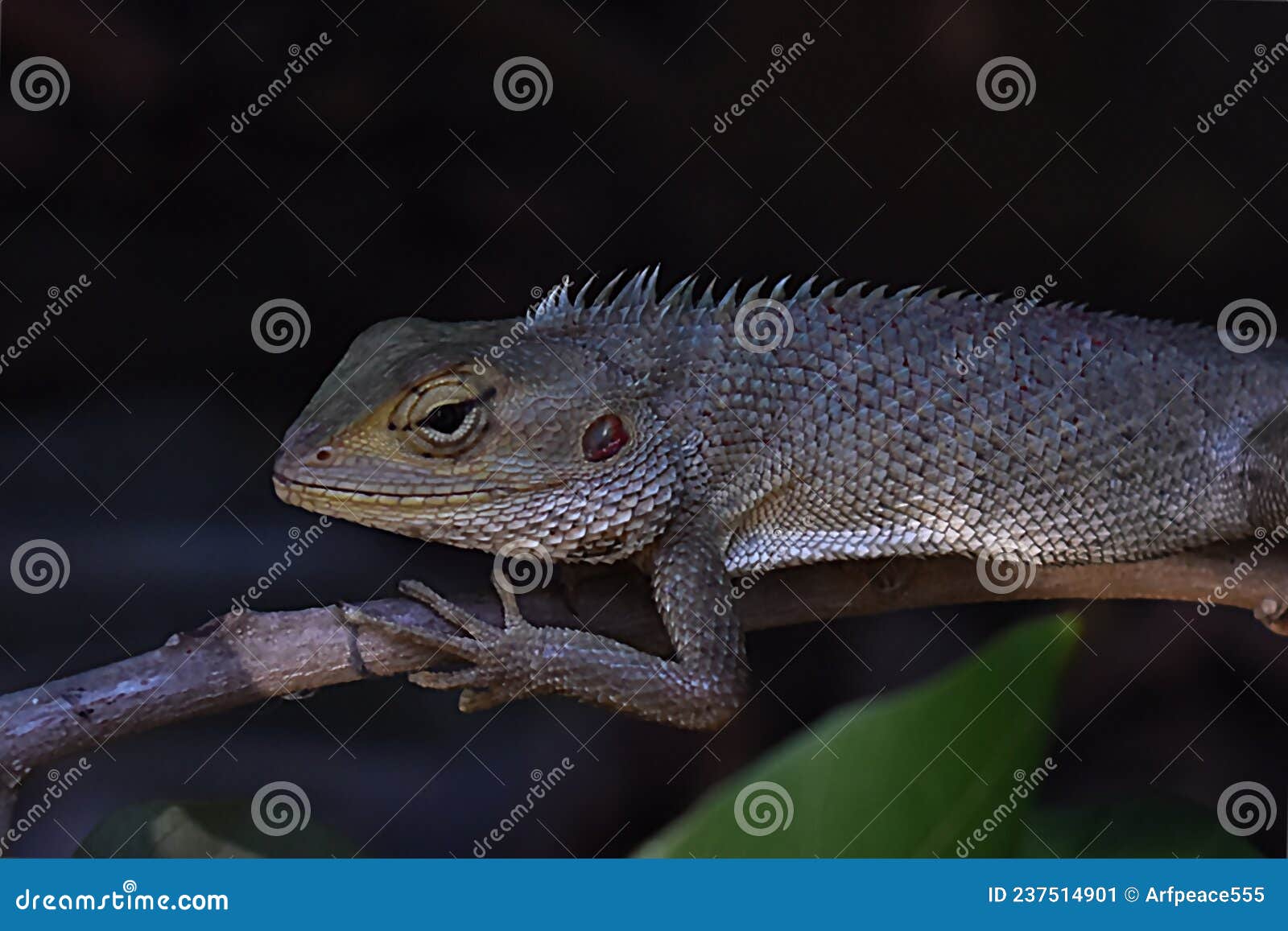 A Cute Lizard on a Tree Branch Stock Image - Image of longan, reptile ...
