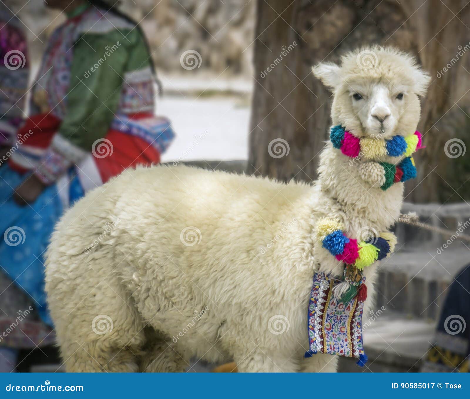 Cute Llama stock image. Image of curious, animal, peru - 90585017