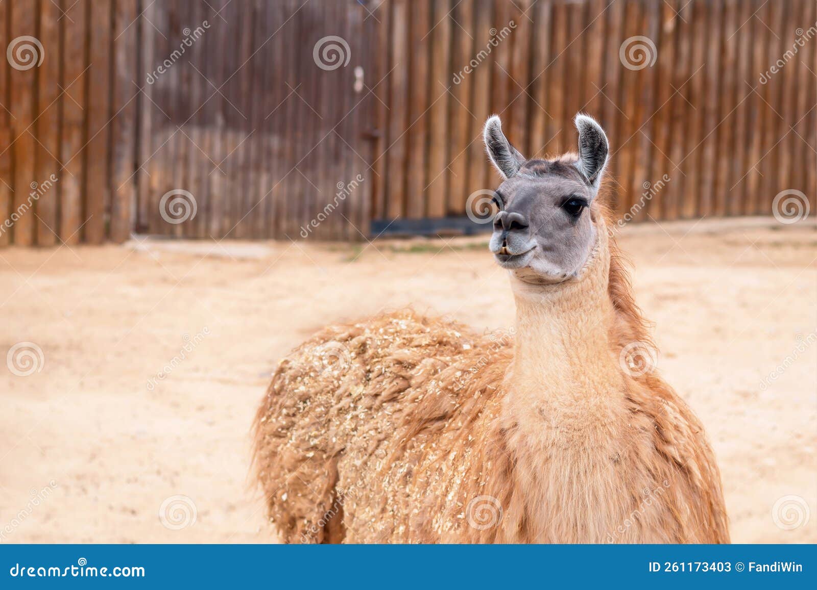 Cute llama at the zoo stock image. Image of fluffy, mountain - 261173403