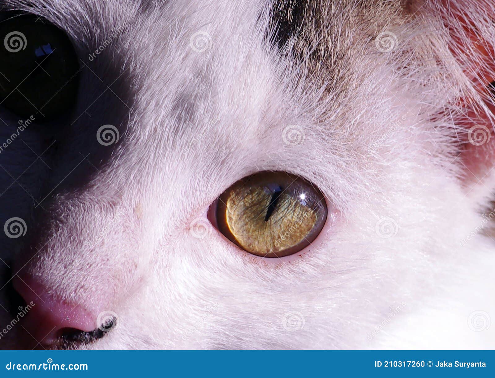 A Cute Local Cat with Pink Nose Stock Photo - Image of beautiful, close ...