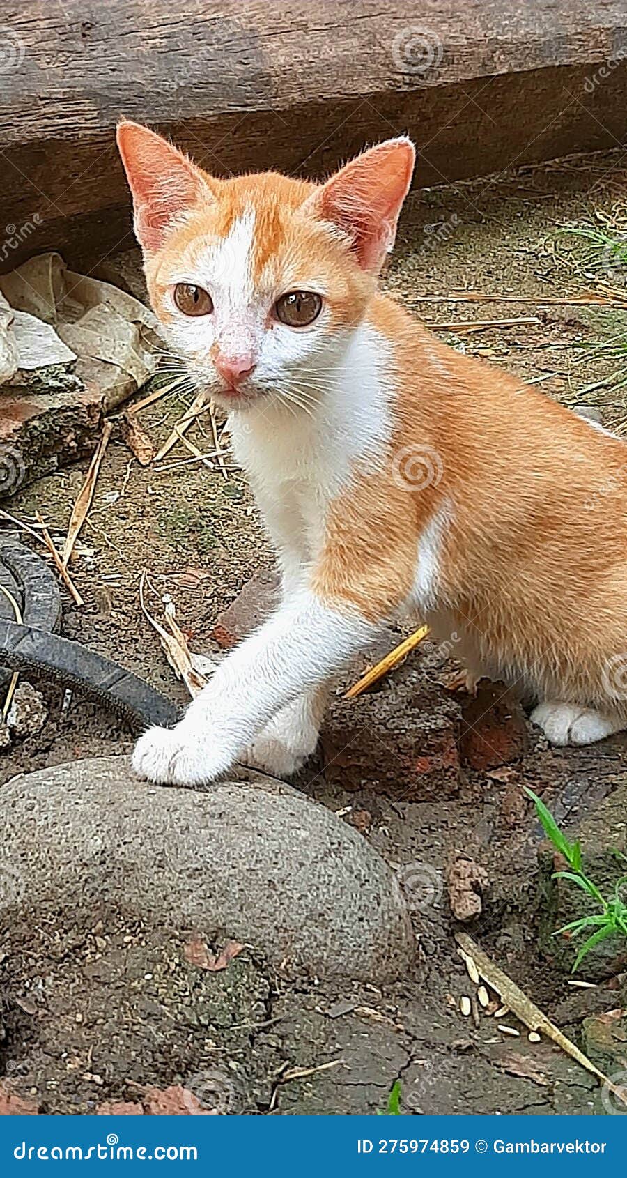 Cute Local Kitten from Indonesia Stock Image - Image of cute, local ...
