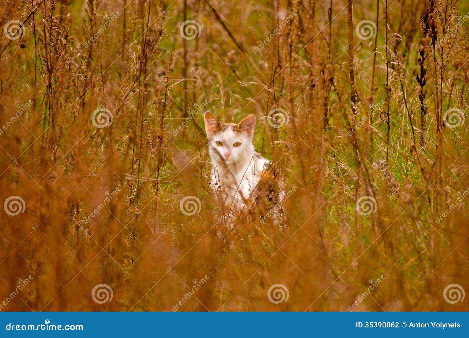 Cute lonely cat look stock photo. Image of animal, kitten - 35390062